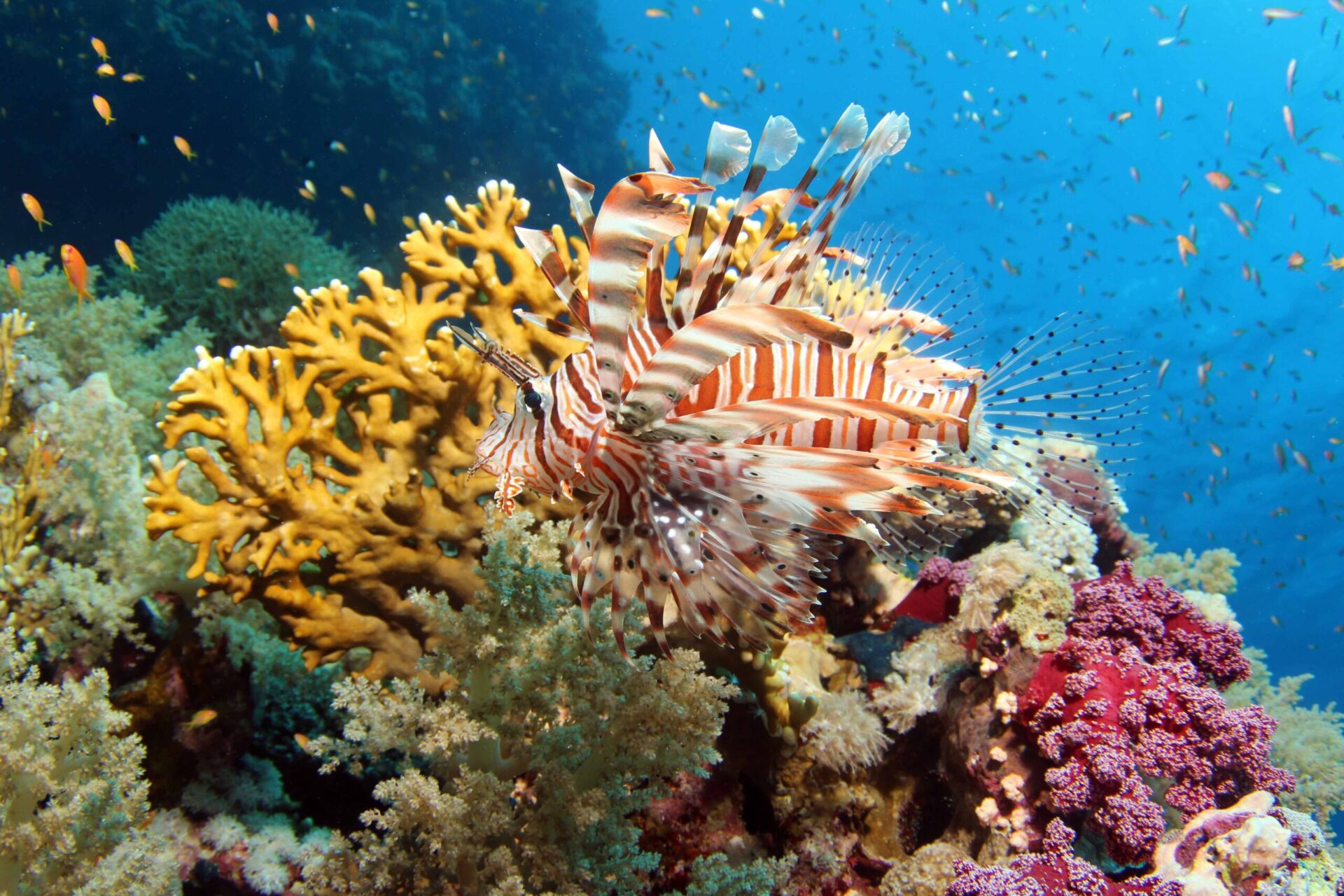Protects the marine life - HANDS OFF THE REEF