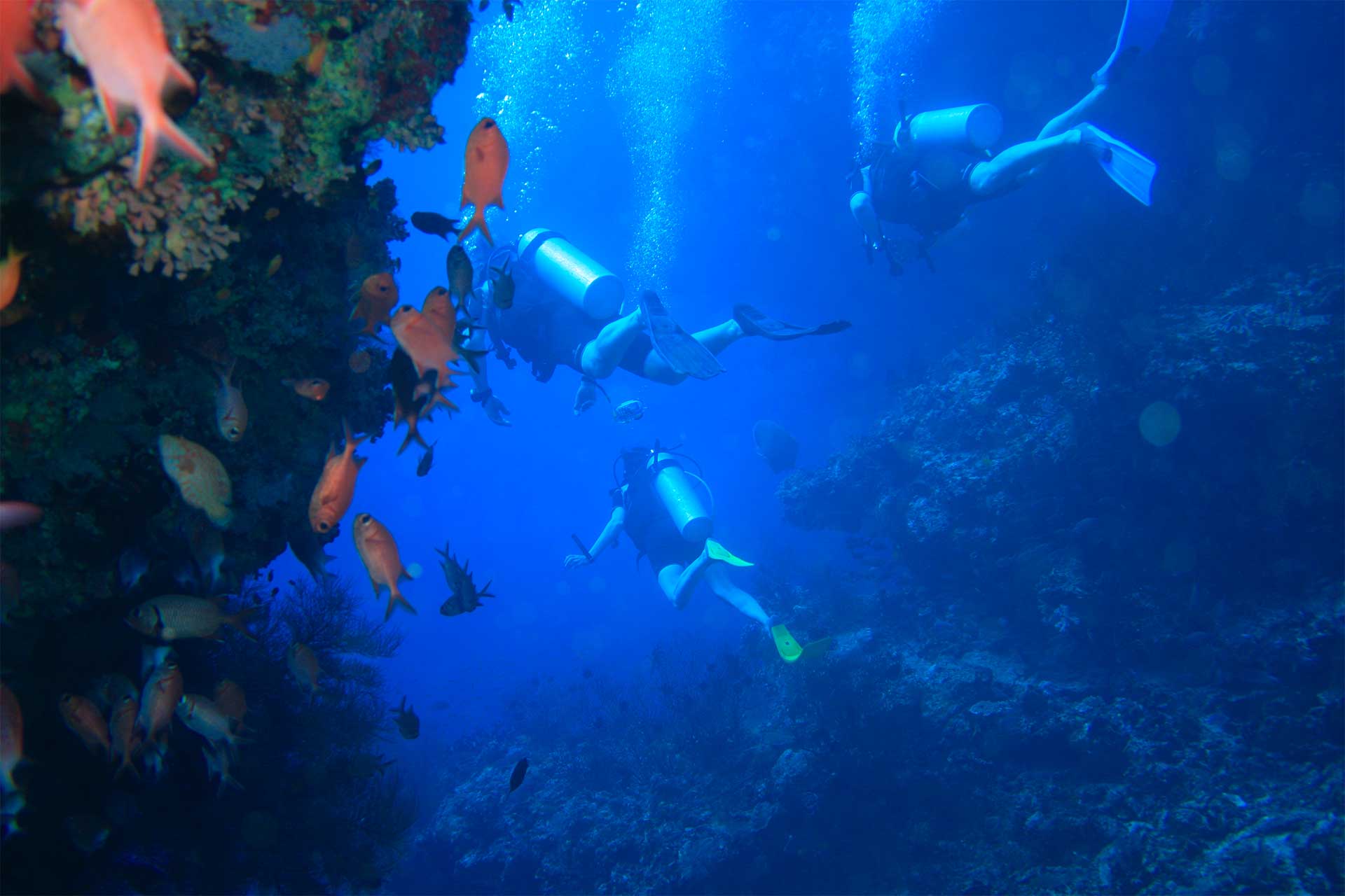 DIVEMASTER - Red Sea Marine